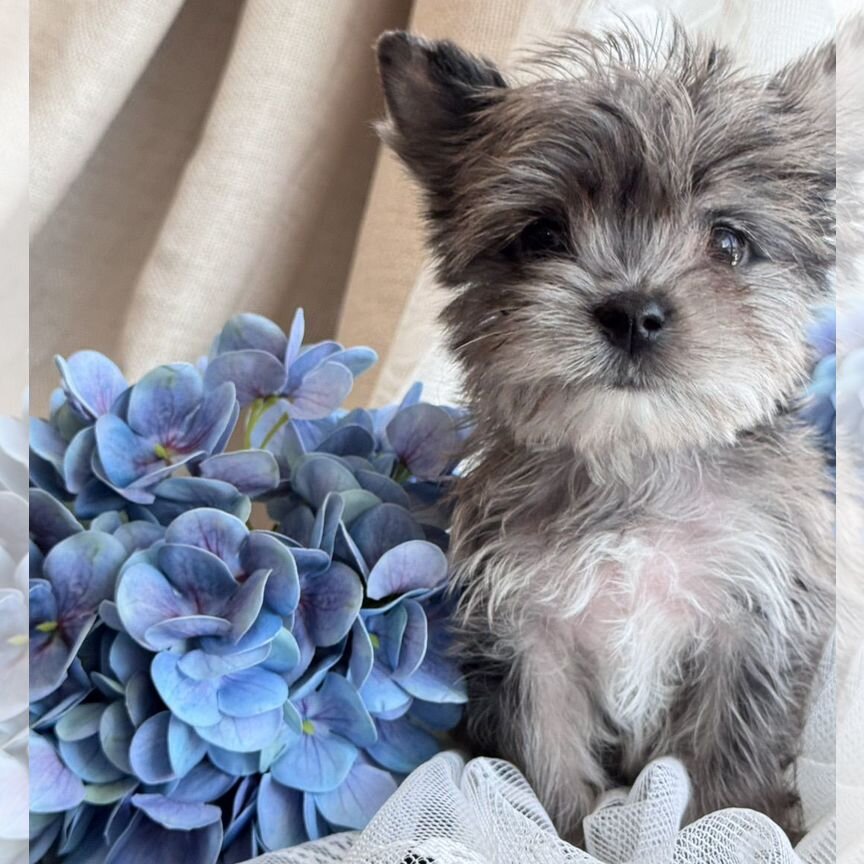 Йоркширский терьер, щенок