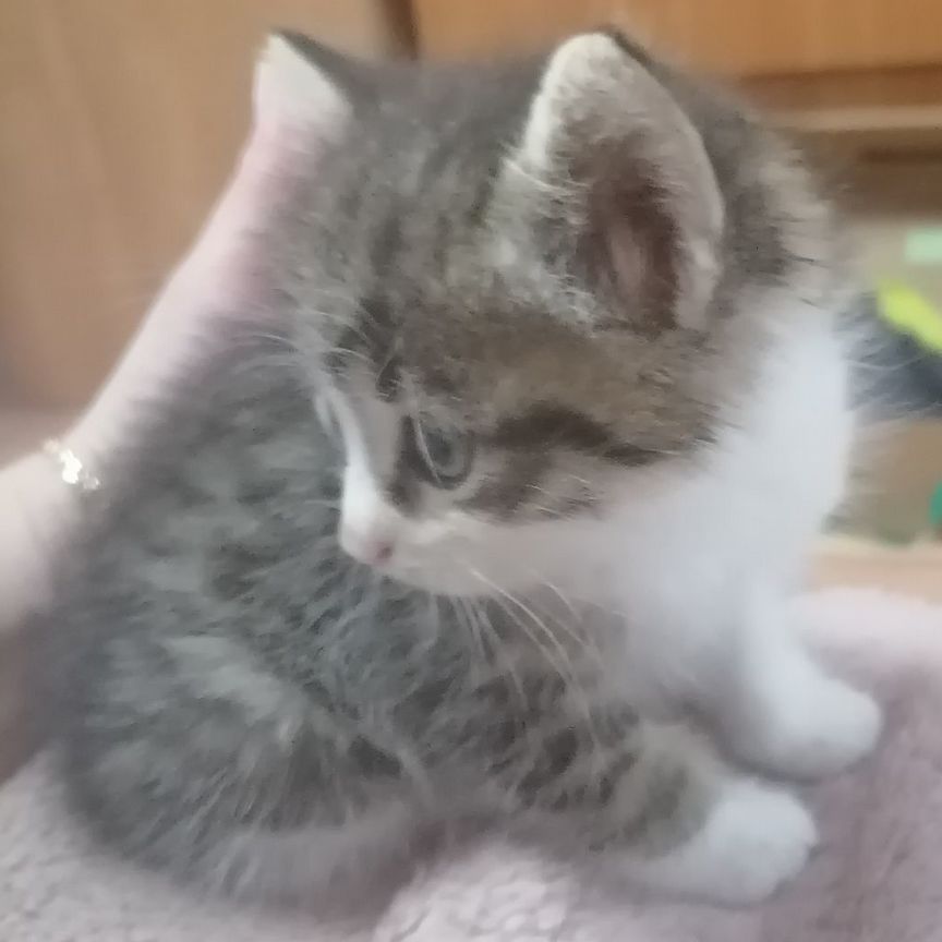 Котик в семью