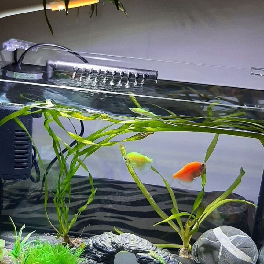 Рыбки цихлиды