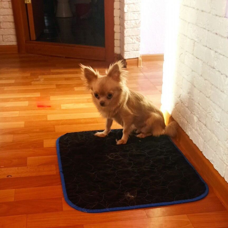 Чихуахуа девочка