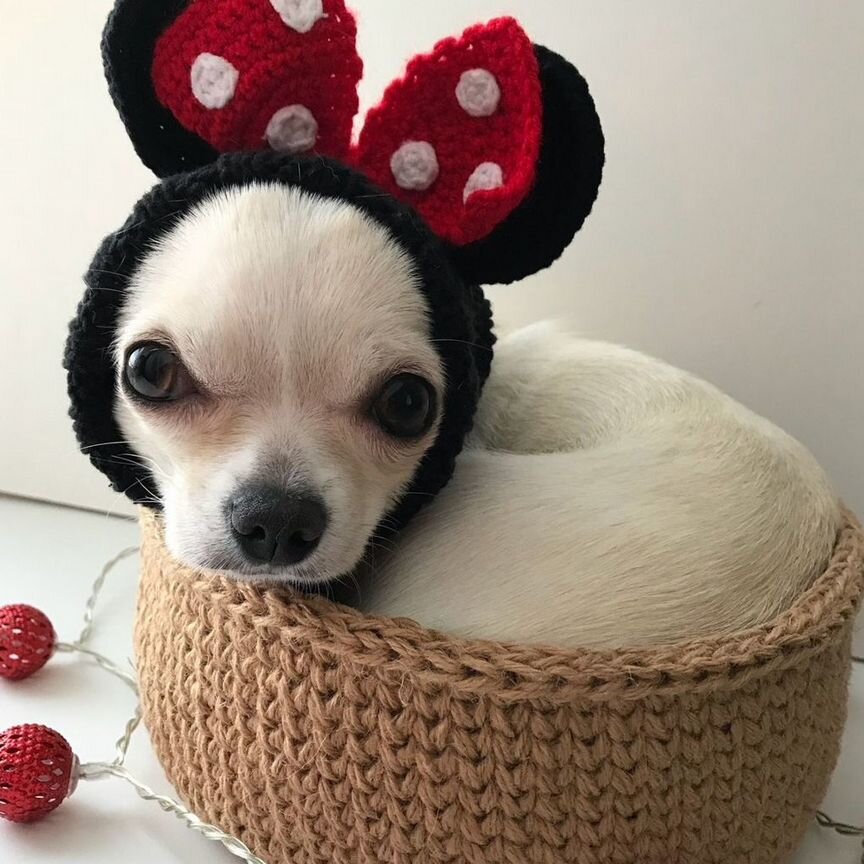 Отдам в добрые руки собаку Чихуахуа