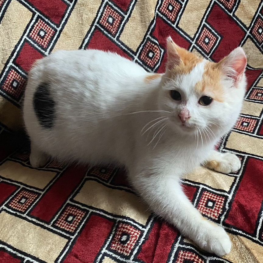 Котята в добрые руки бесплатно девочка, Мия