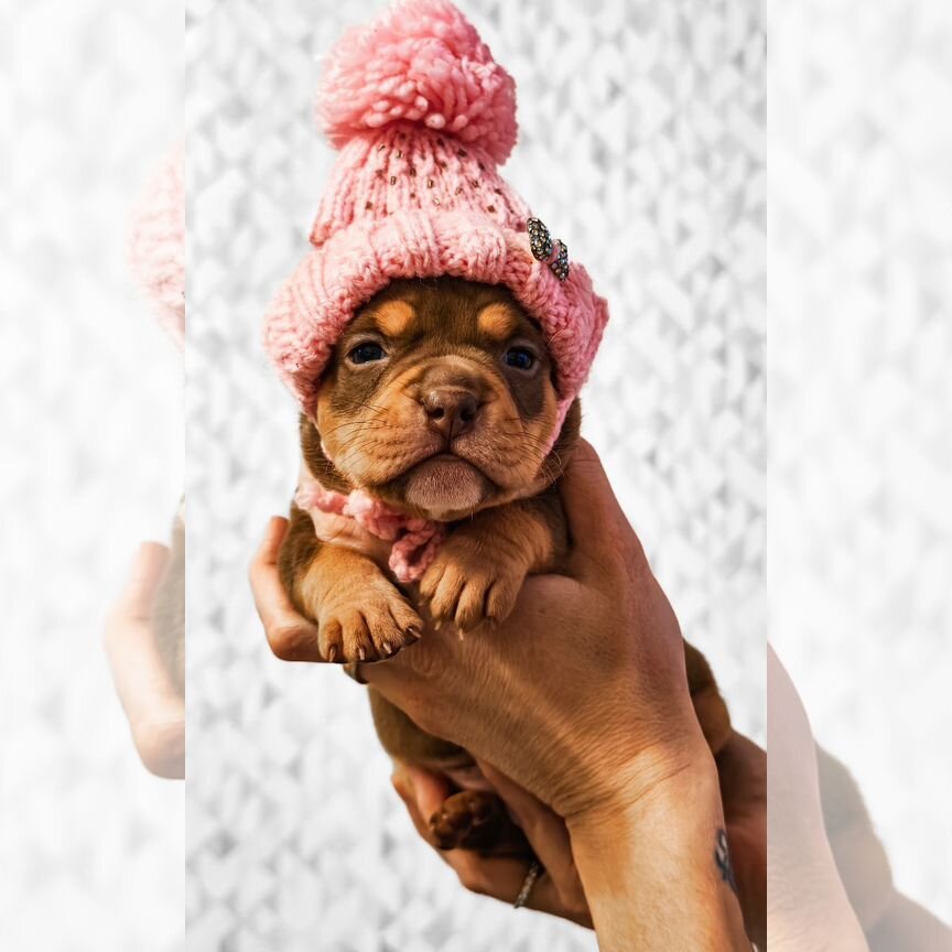 Американский булли Шоколадный трик