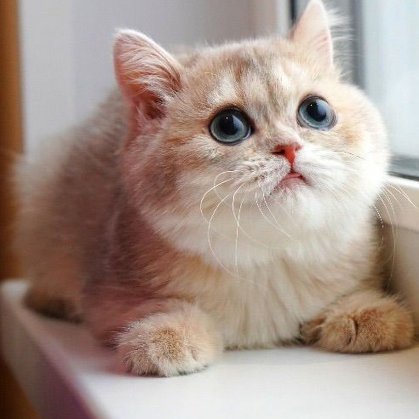 Шотландский прямоухий короткошёрстный котёнок