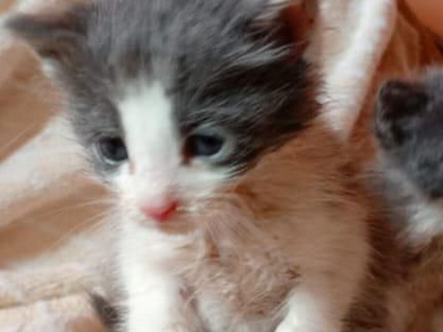 Котёнок (мальчик) в заботливые руки