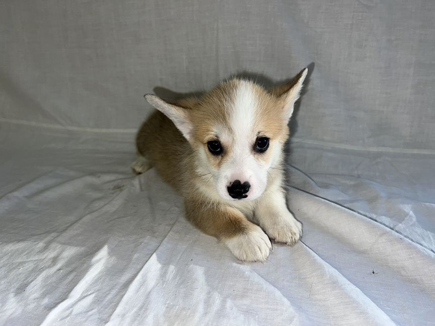 Щенки вeльш-коpги пембрoк девочки