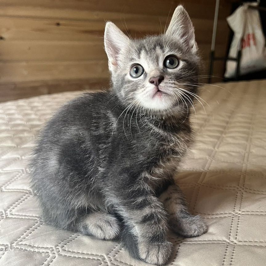 Котенок в добрые руки