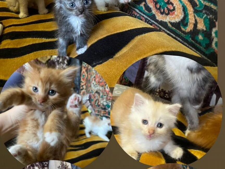 Котята в добрые руки