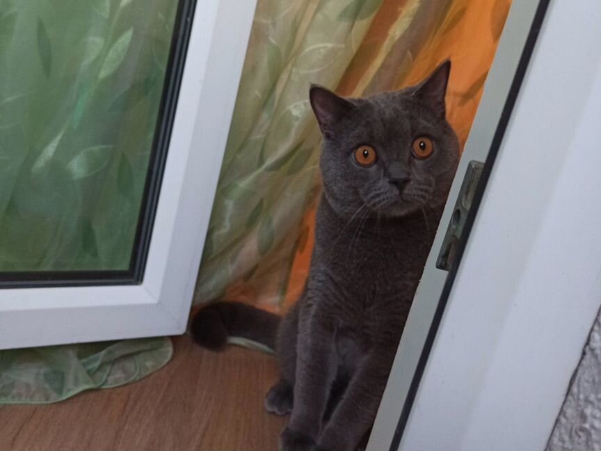 Помесь британской с Бенгальцем