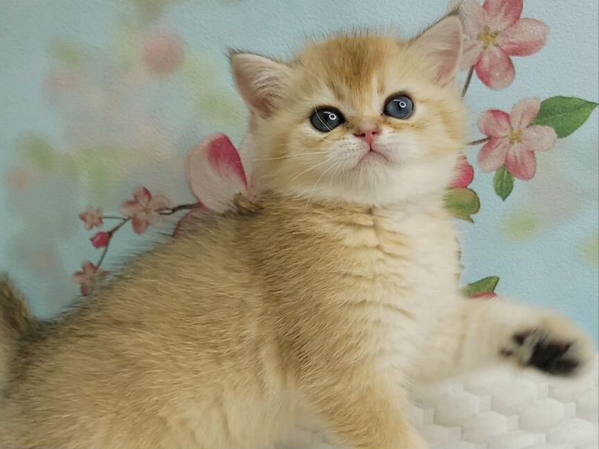 Золотая шиншилла котята из питомника