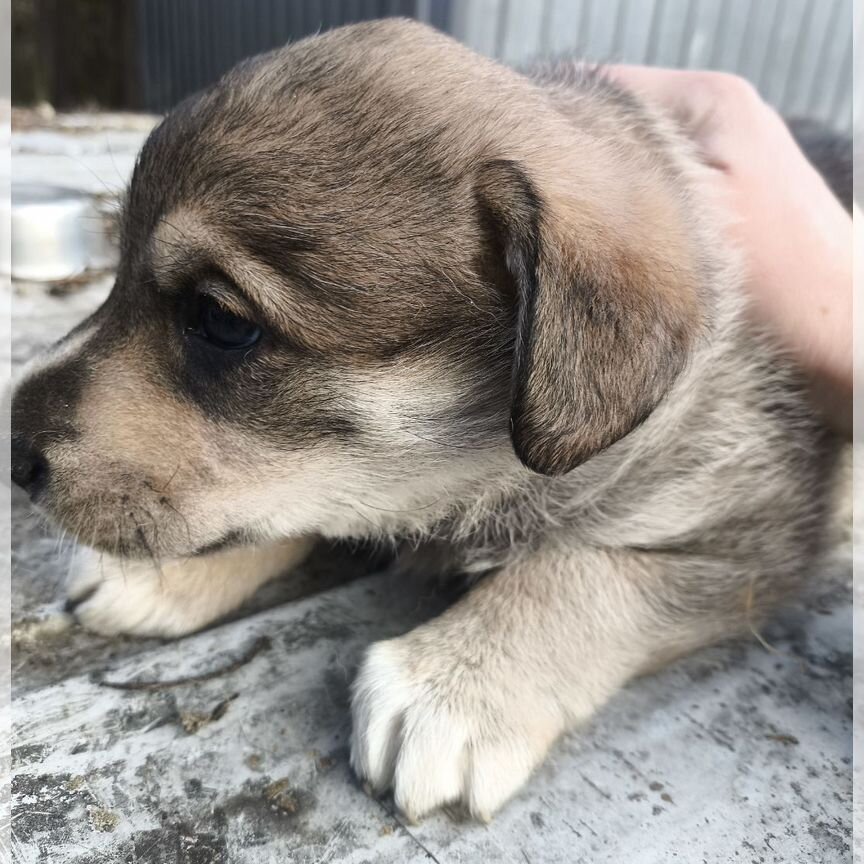 Щенок в добрые руки