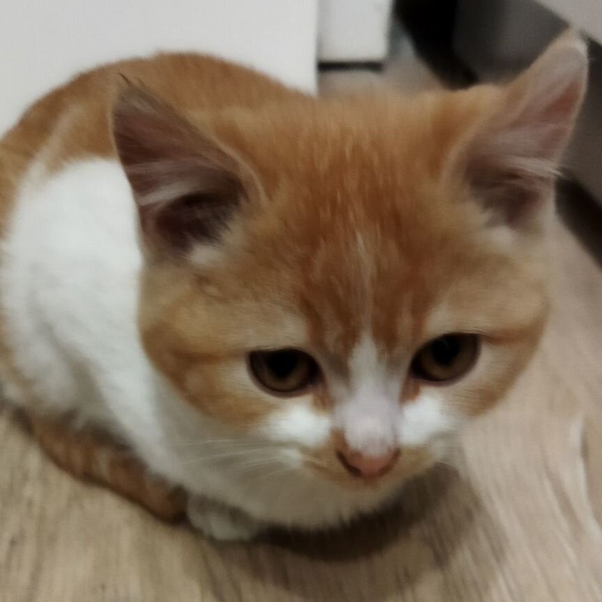 Котик ждёт своего хозяина