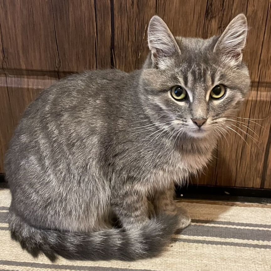 Котенок срочно ищет дом