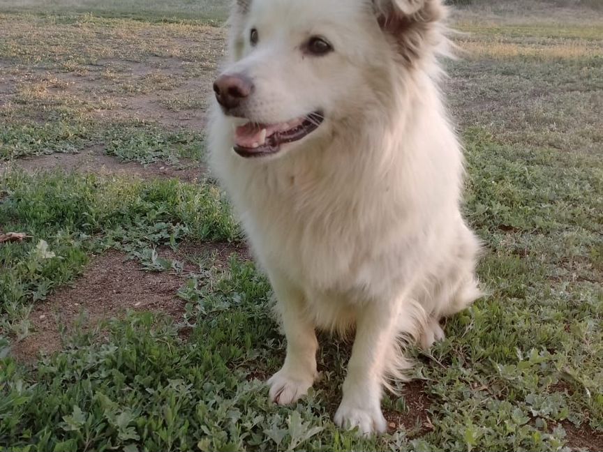 Пёсик весёлый