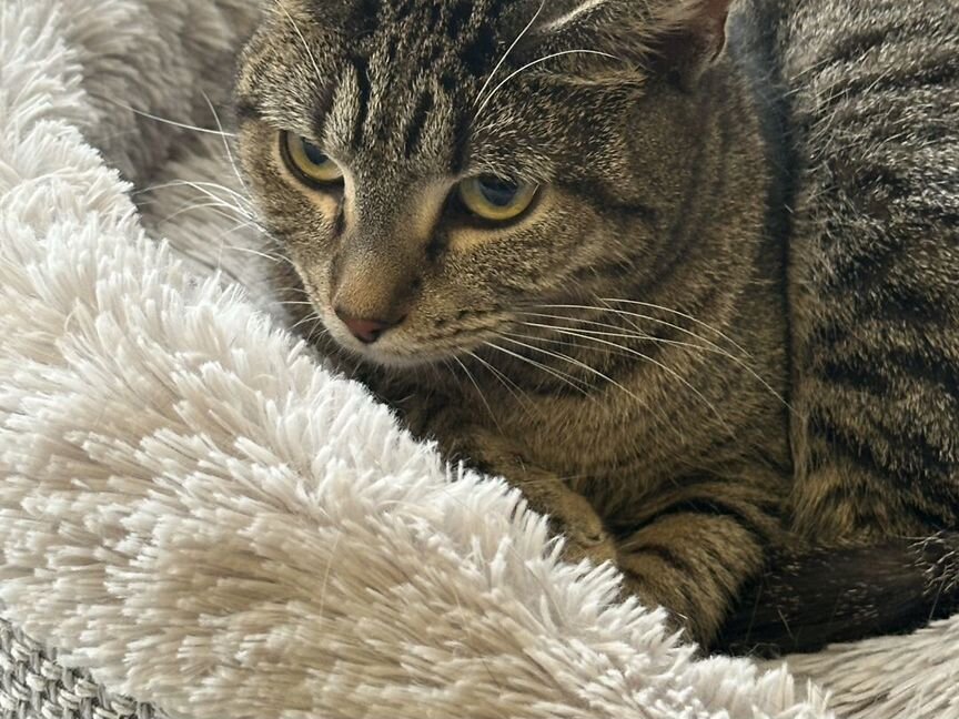 Кошечка Лариса