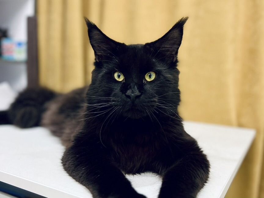 Мейн-кун вязка