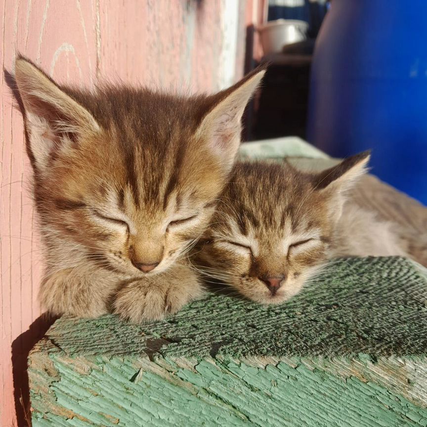 Котята в СНТ
