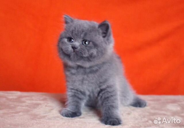 Британские котята