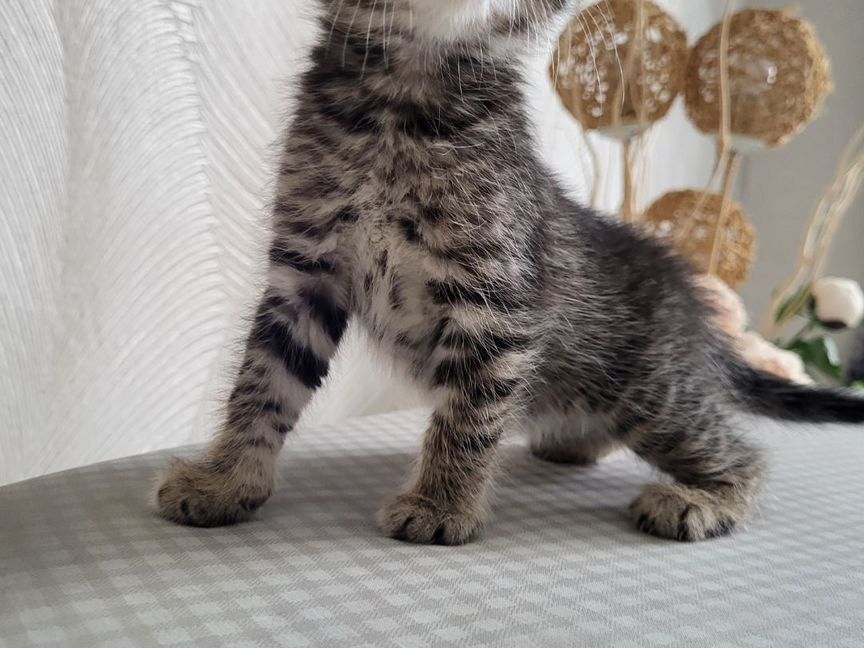 Кошка в дар Бронь