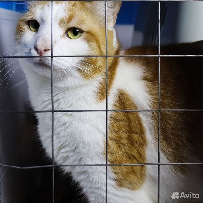 Кот, мальчик, 3 года, из приюта Домик