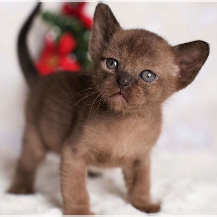 Европейский бурманский котёнок