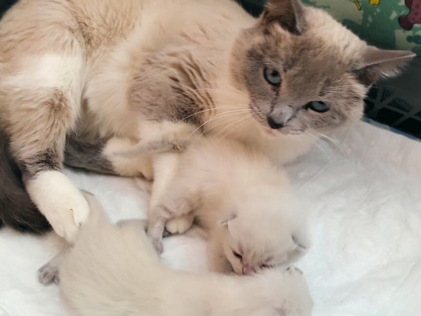 Отдам одного сиамского котенка