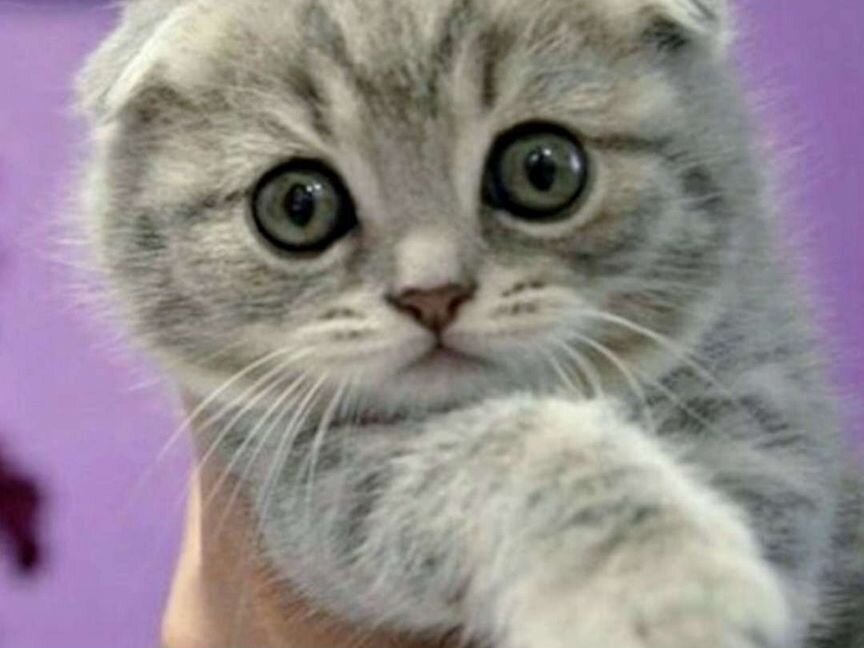 Супер Плюшевые Вислоушки)