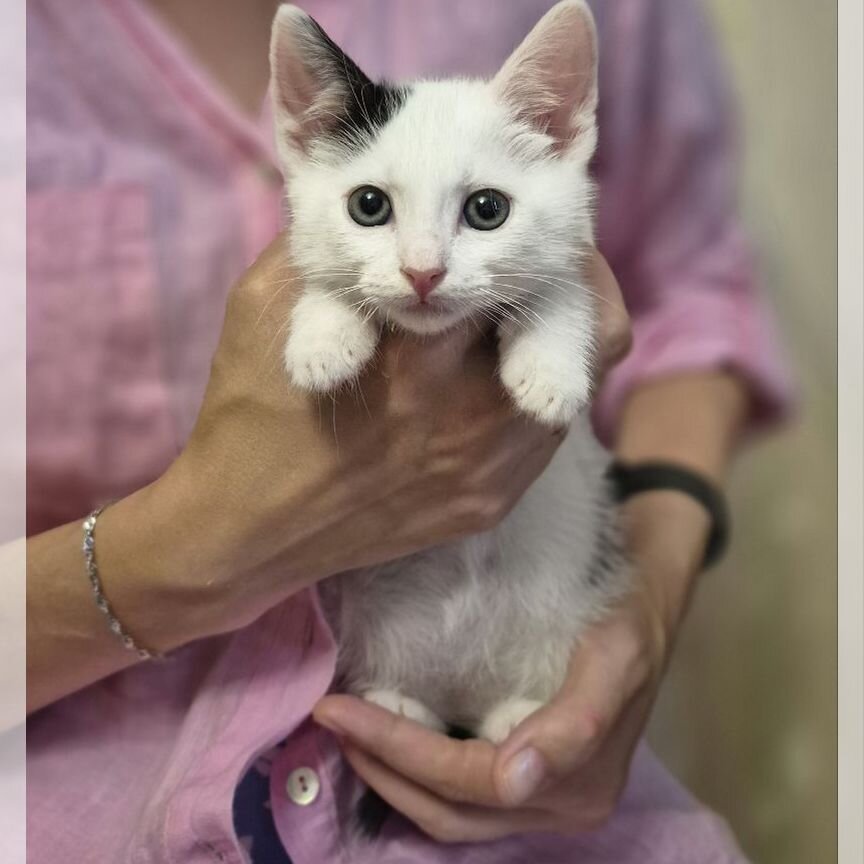 Фунтик самый милый котенок