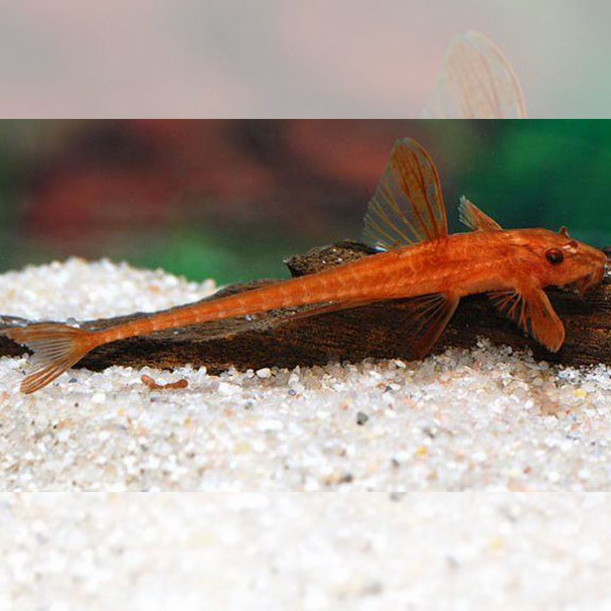 Красная лорикария 2шт 7см