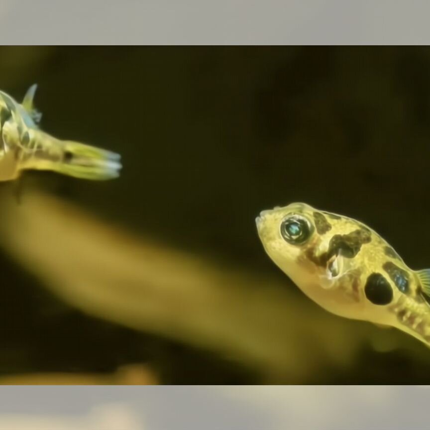 Карликовый тетрадон. Жёлтый тетрадон