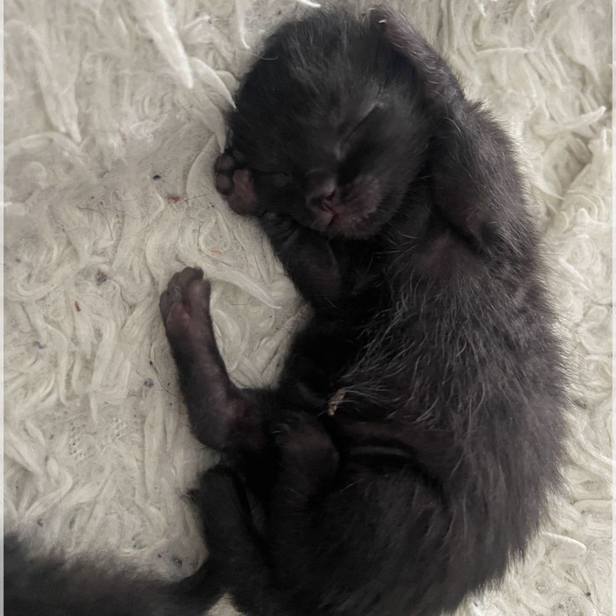 Котёнок в добрые руки