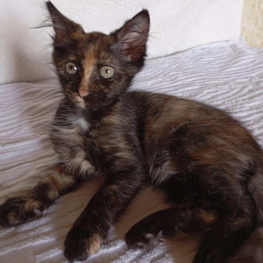 Котенок ищет мампап