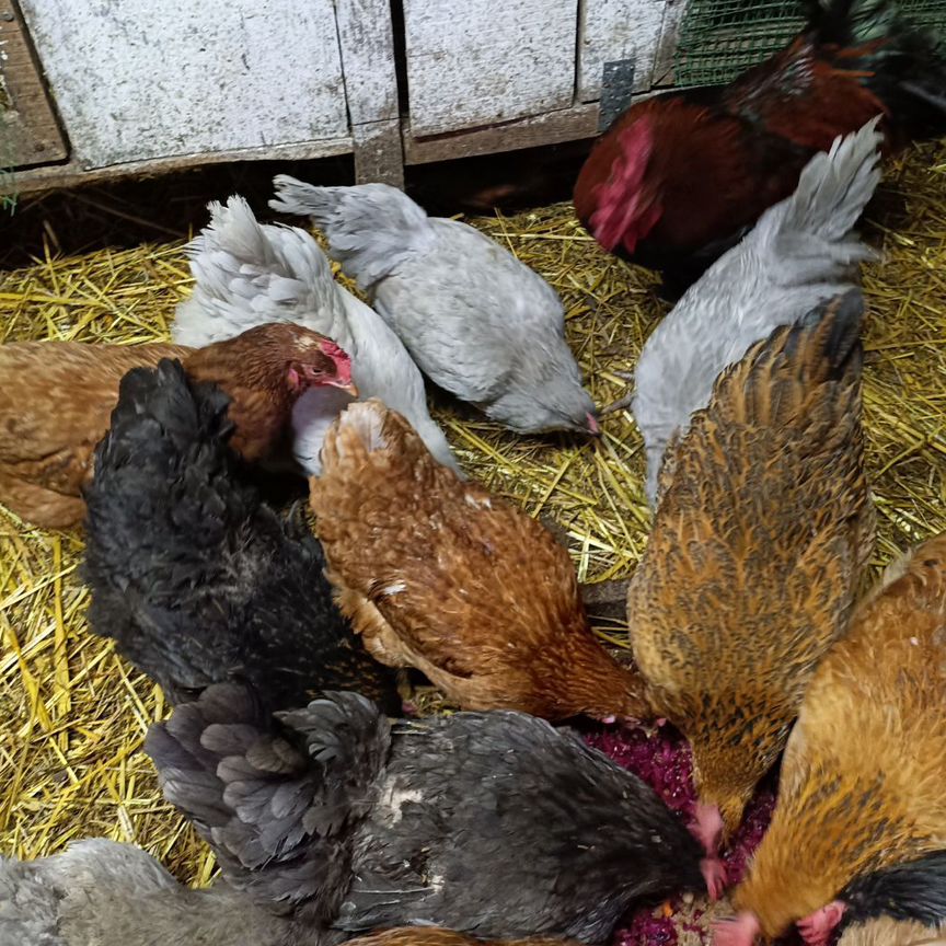 Продам кур домашних цветные