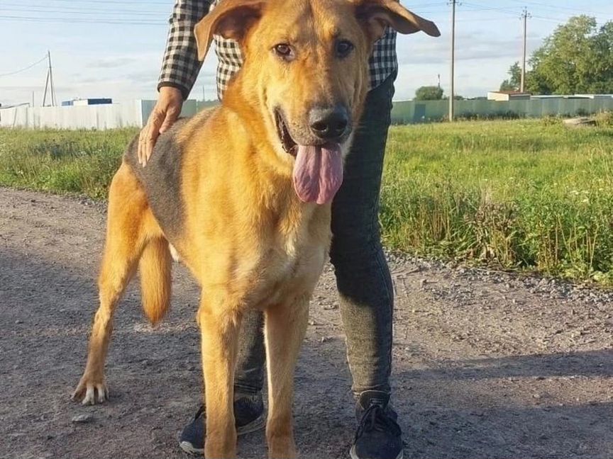 Собака Гриша