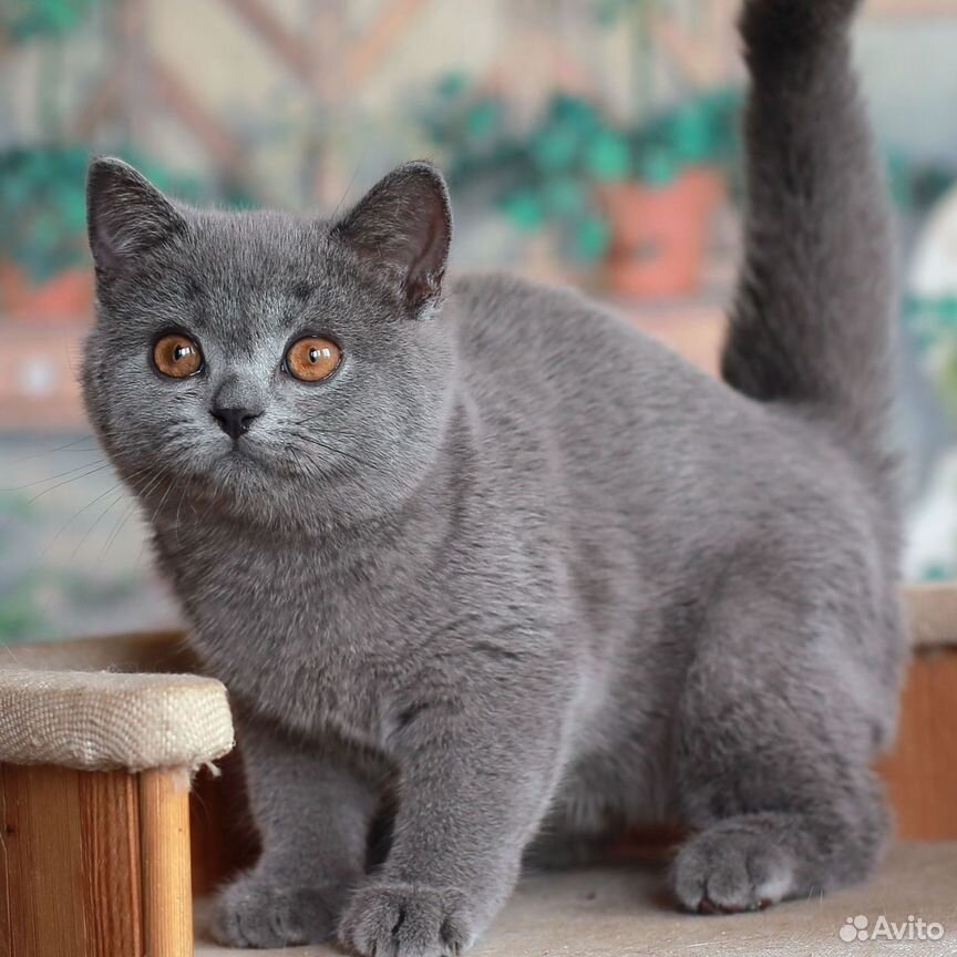 Британский мальчик голубого окраса