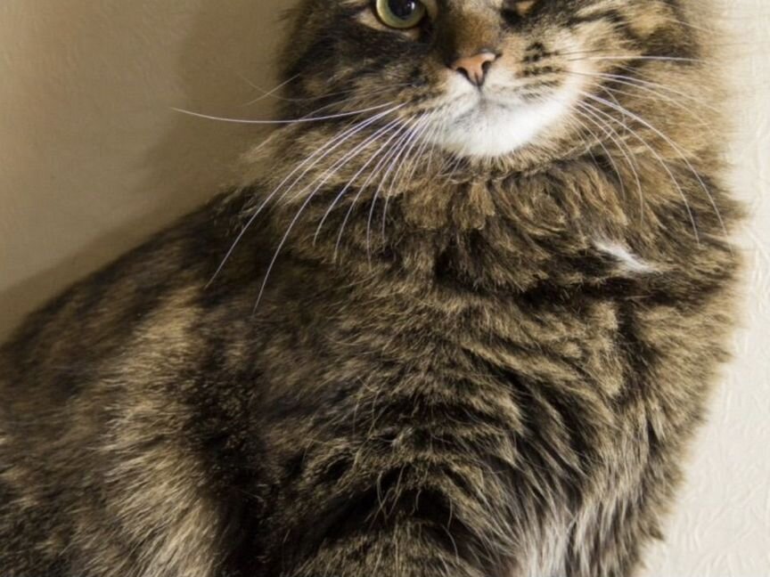 Сибирскаий котенок