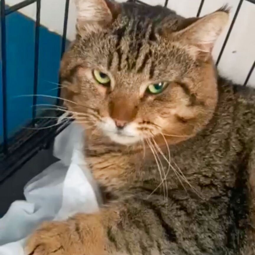 Котики бесплатно