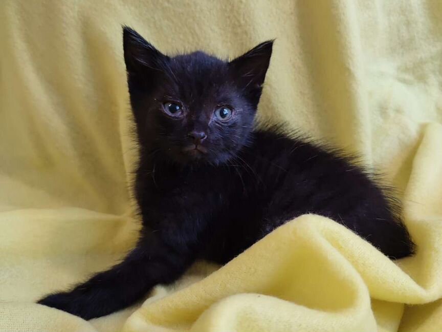 Котëнок Оливер ищет дом