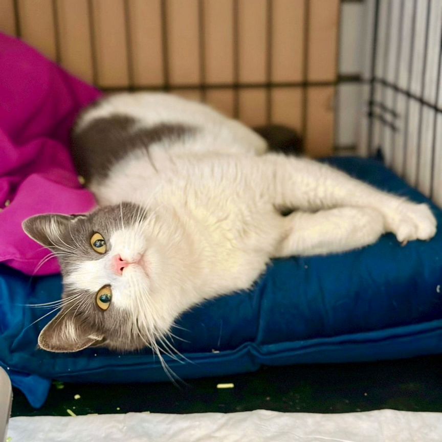 В добрые руки нежная малышка