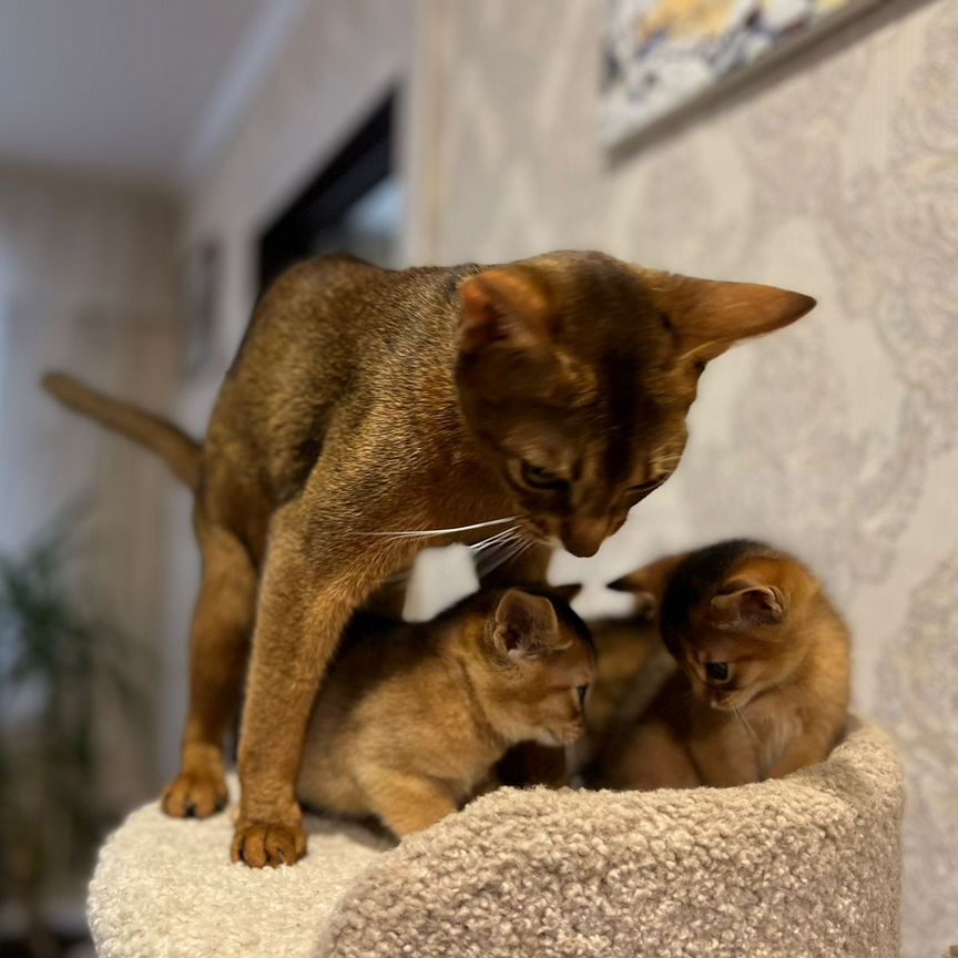 Аббисинские котята