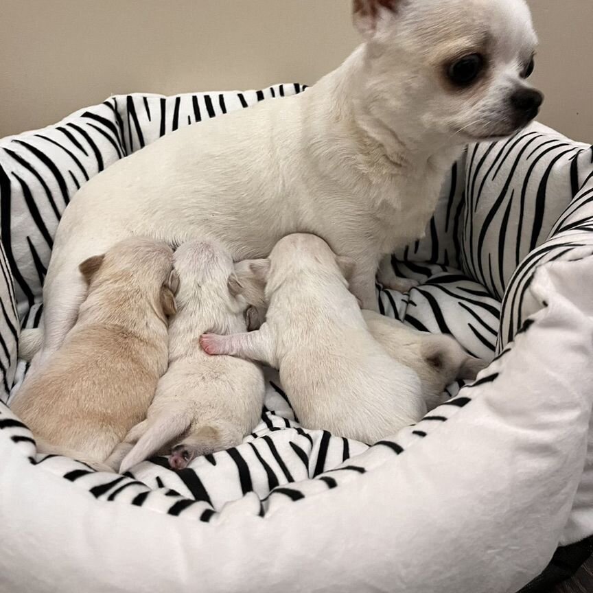 Чихуахуа беляши