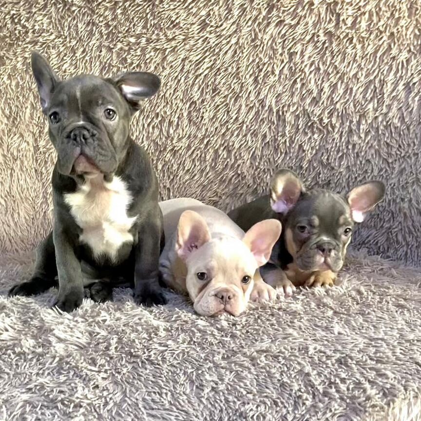 Французский бульдог голубой и крем