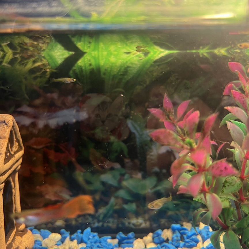 Мальки гуппи