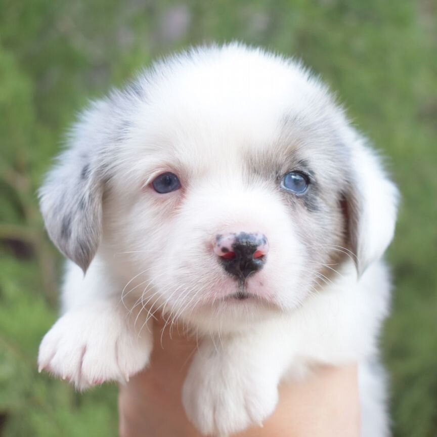 Мраморный вельш-корги мальчик