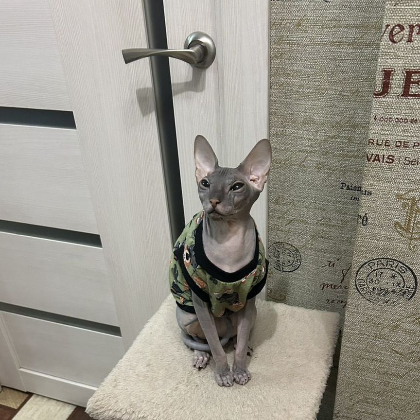 Донской сфинкс, взрослая кошка