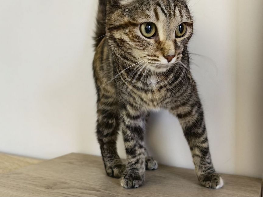 Кошечка 1 год