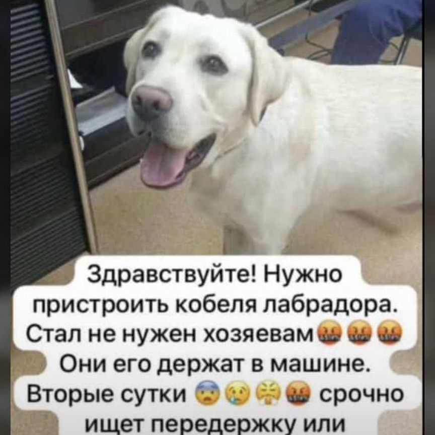 Собака в добрые руки