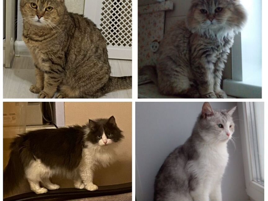 Кошечки в добрые руки