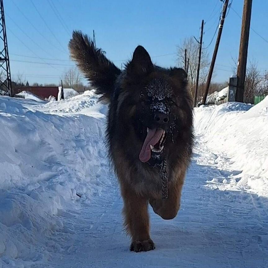 Нужен мальчика, для вязки