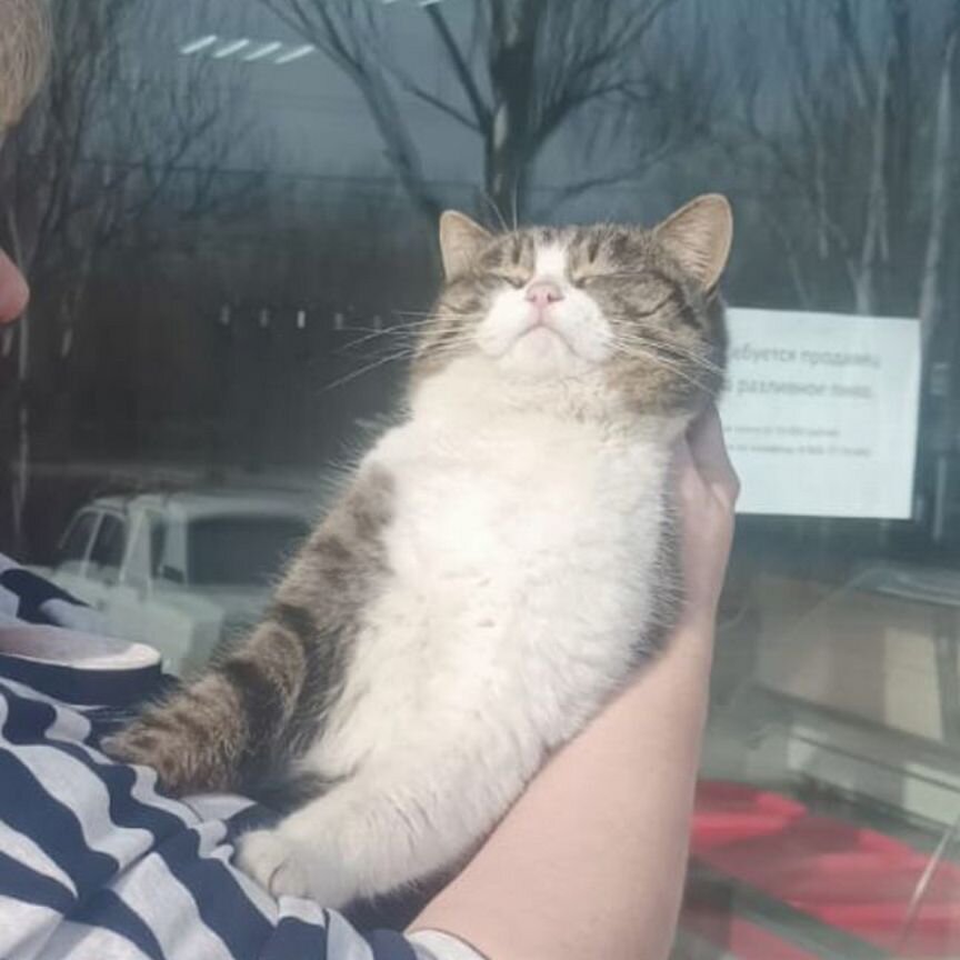 Кошечка живёт на улице, очень умненькая